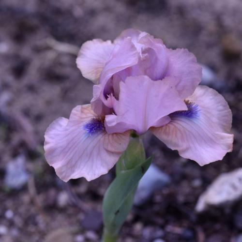 Intermediate Bearded Iris (Iris 'It's Amazing') in the Irises Database ...