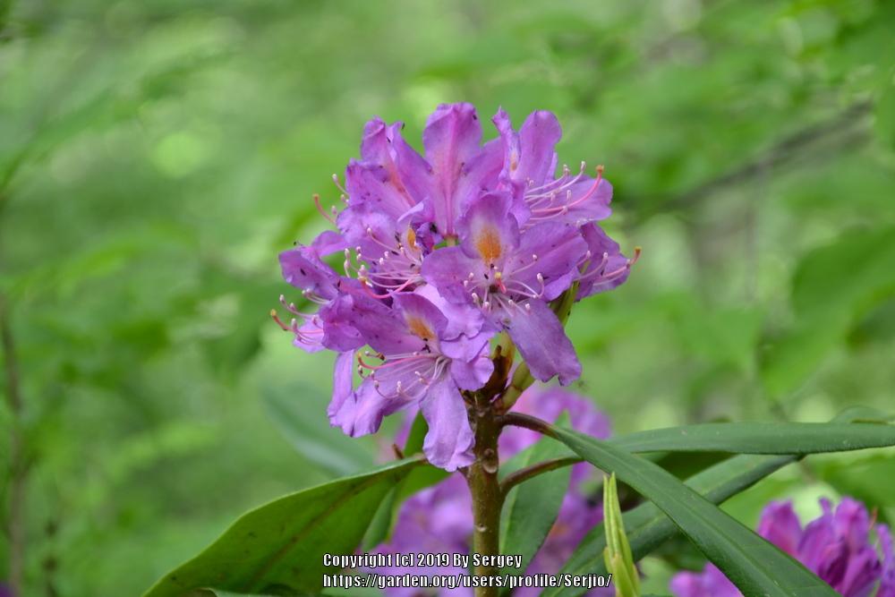 Pontic Rhododendron (Rhododendron ponticum) in the Rhododendrons ...