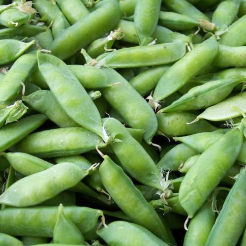 English Pea (Lathyrus oleraceus 'Alaska') in the Peas Database - Garden.org