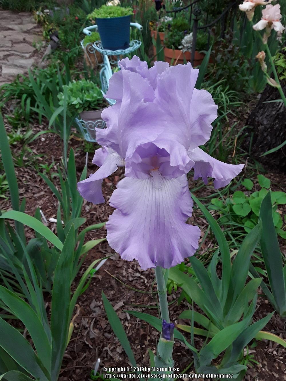 Photo of the bloom of Tall Bearded Iris (Iris 'Mary Frances') posted by ...