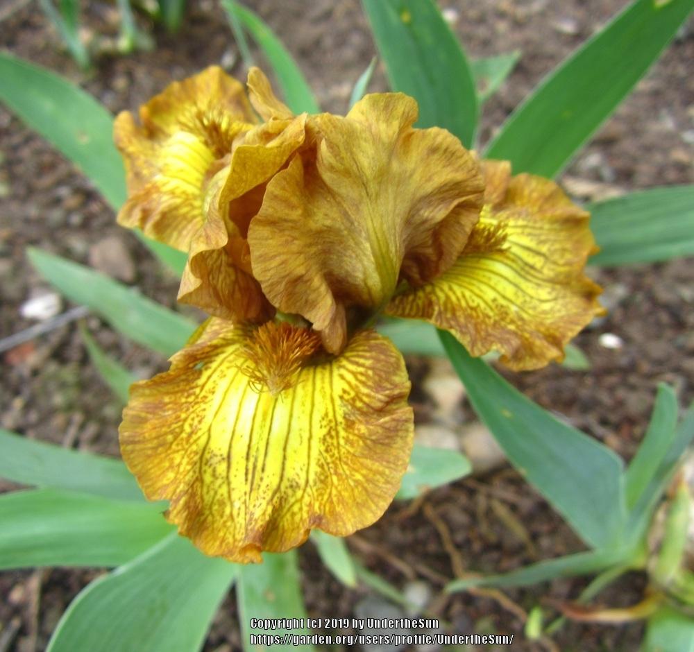 Photo of the bloom of Standard Dwarf Bearded Iris (Iris 'Snickers ...