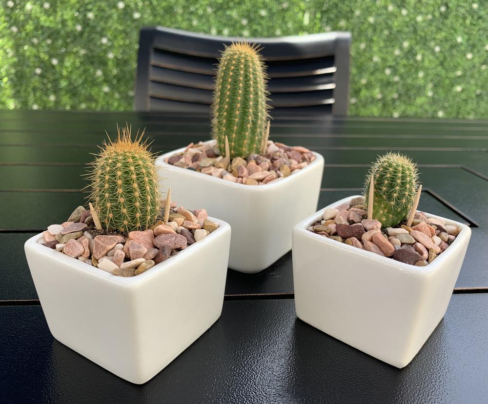 Aztec Gold Echinopsis in the Cactus and Succulents forum - Garden.org