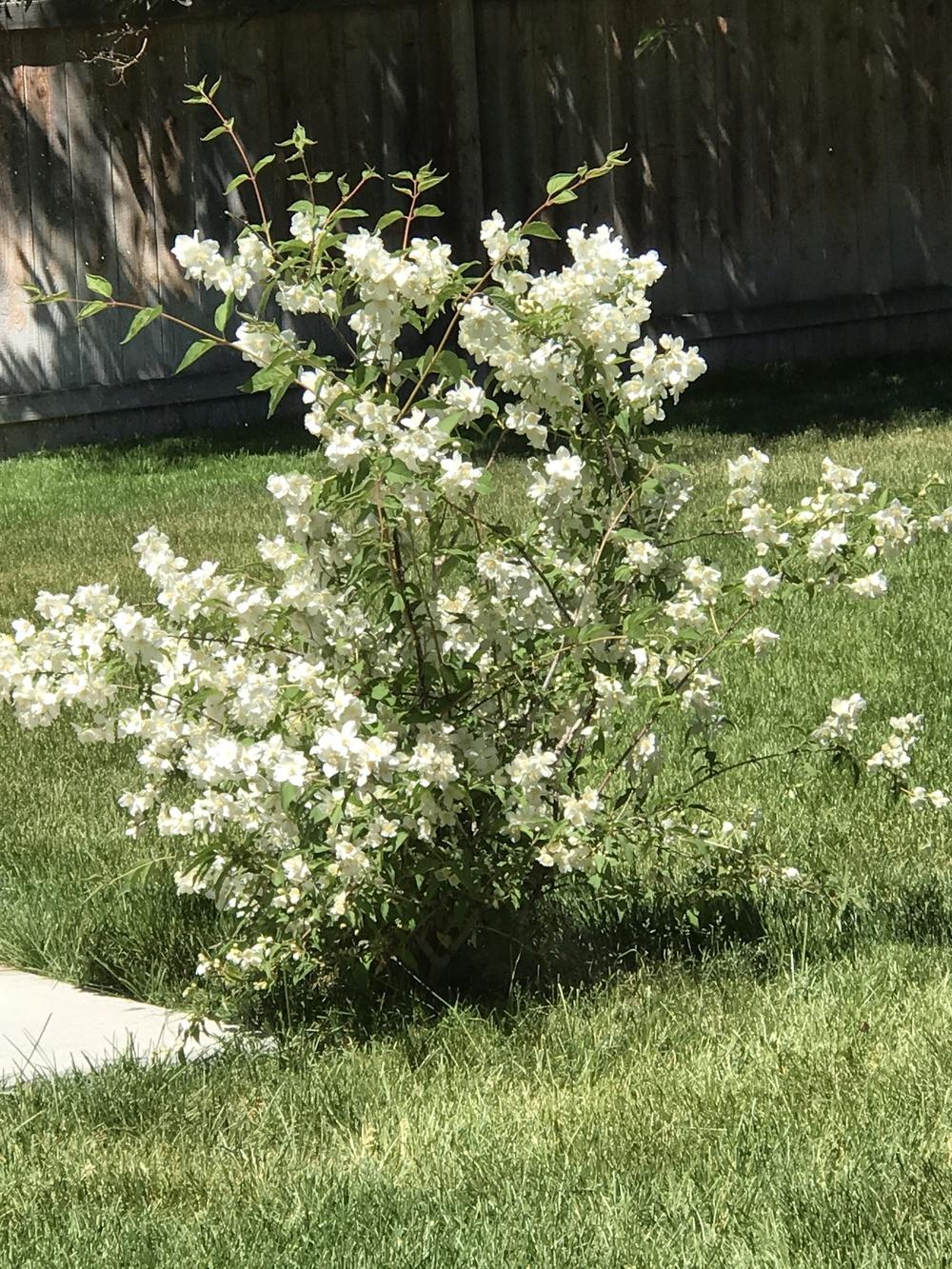 Photo of the entire plant of Lewis' Mock Orange (Philadelphus lewisii ...