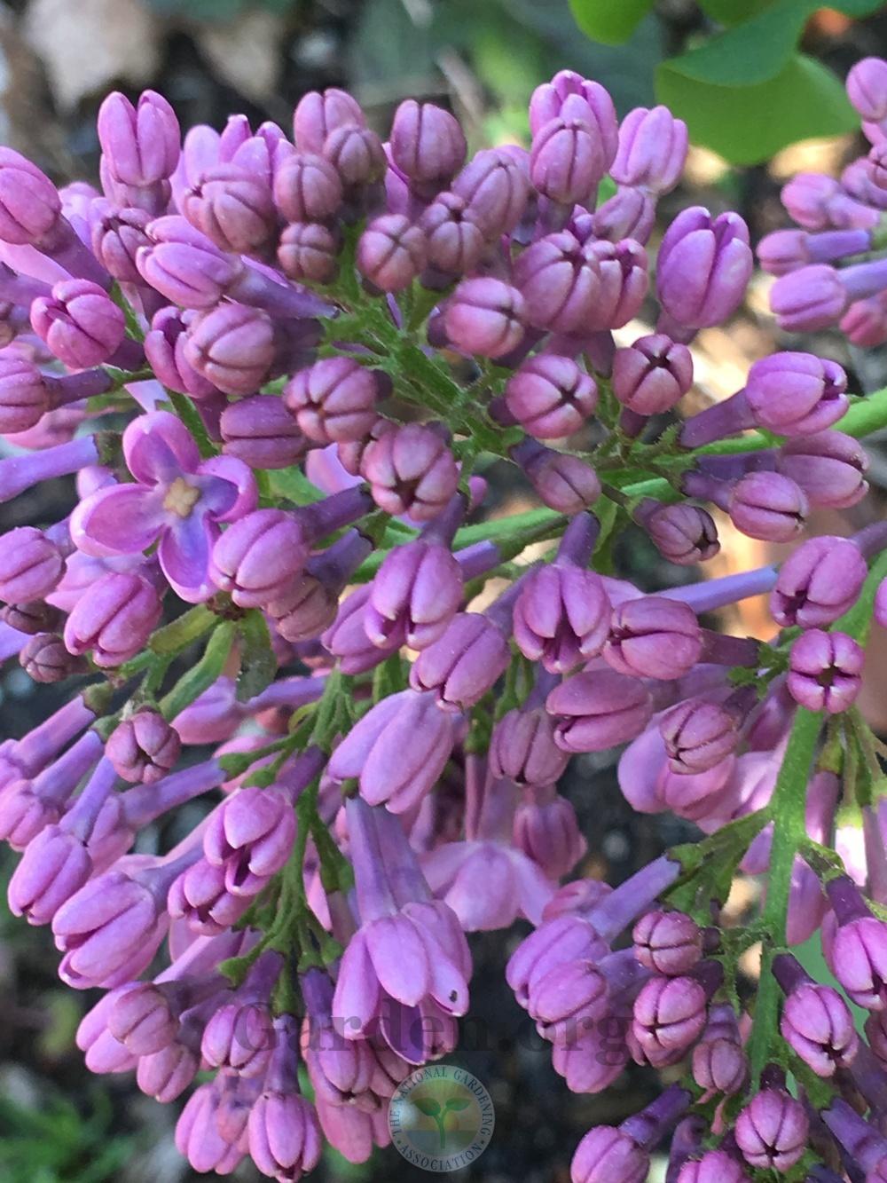 Lilacs: Plant Care and Collection of Varieties - Garden.org