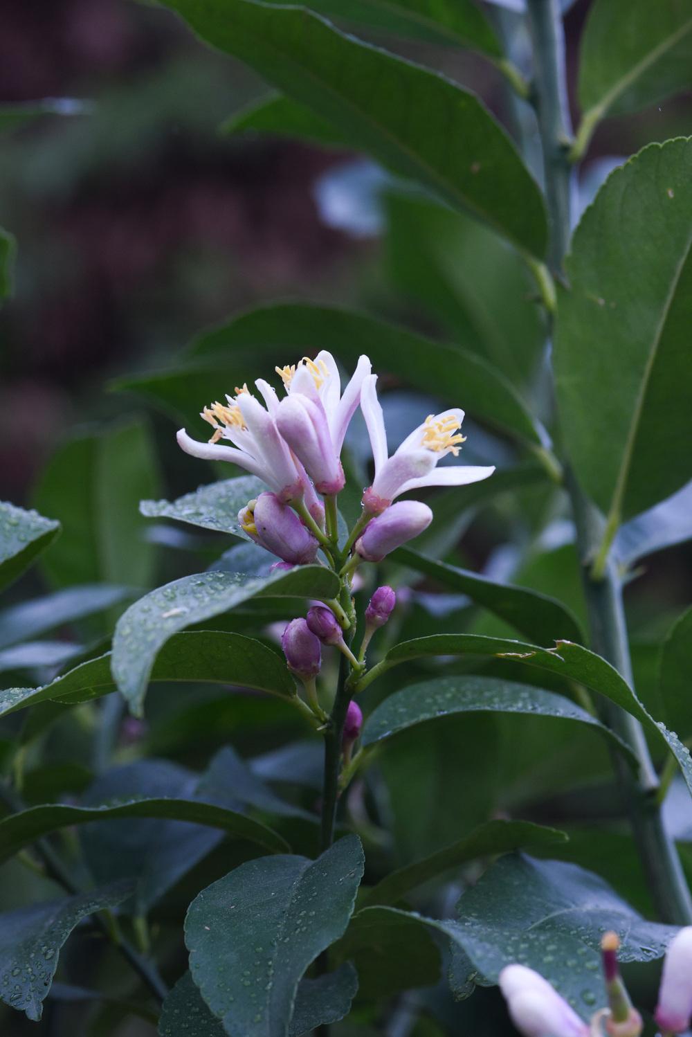 Lemon (Citrus x limon) in the Citrus Fruits Database - Garden.org