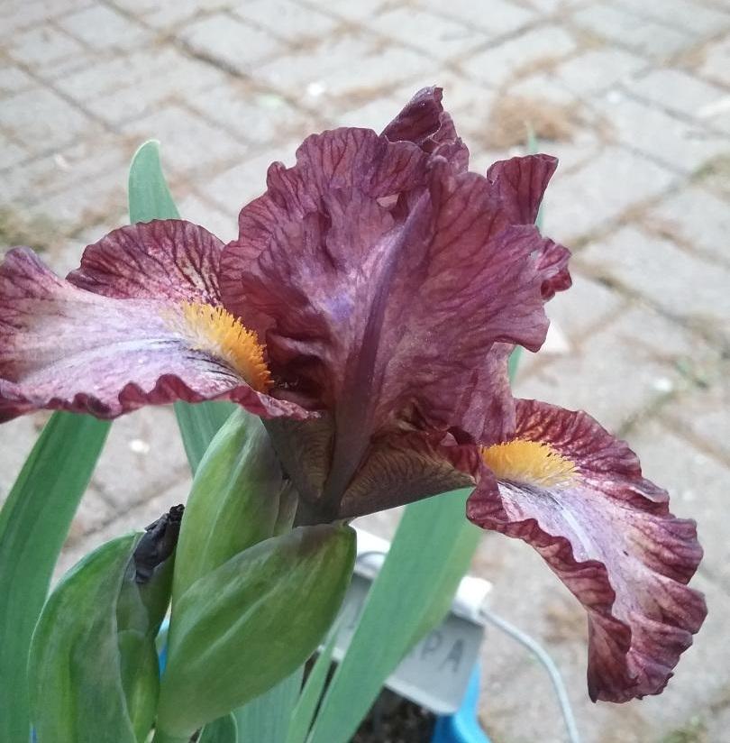 Standard Dwarf Bearded Iris (Iris 'Parlapa') in the Irises Database ...