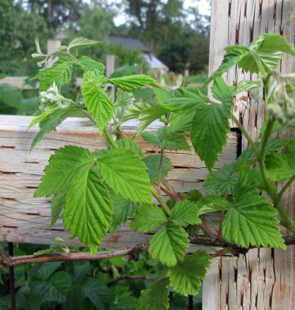 Raspberry (Rubus idaeus 'Willamette') in the Rubus Database - Garden.org