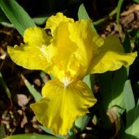Standard Dwarf Bearded Iris (Iris 'Sun Doll') in the Irises Database ...