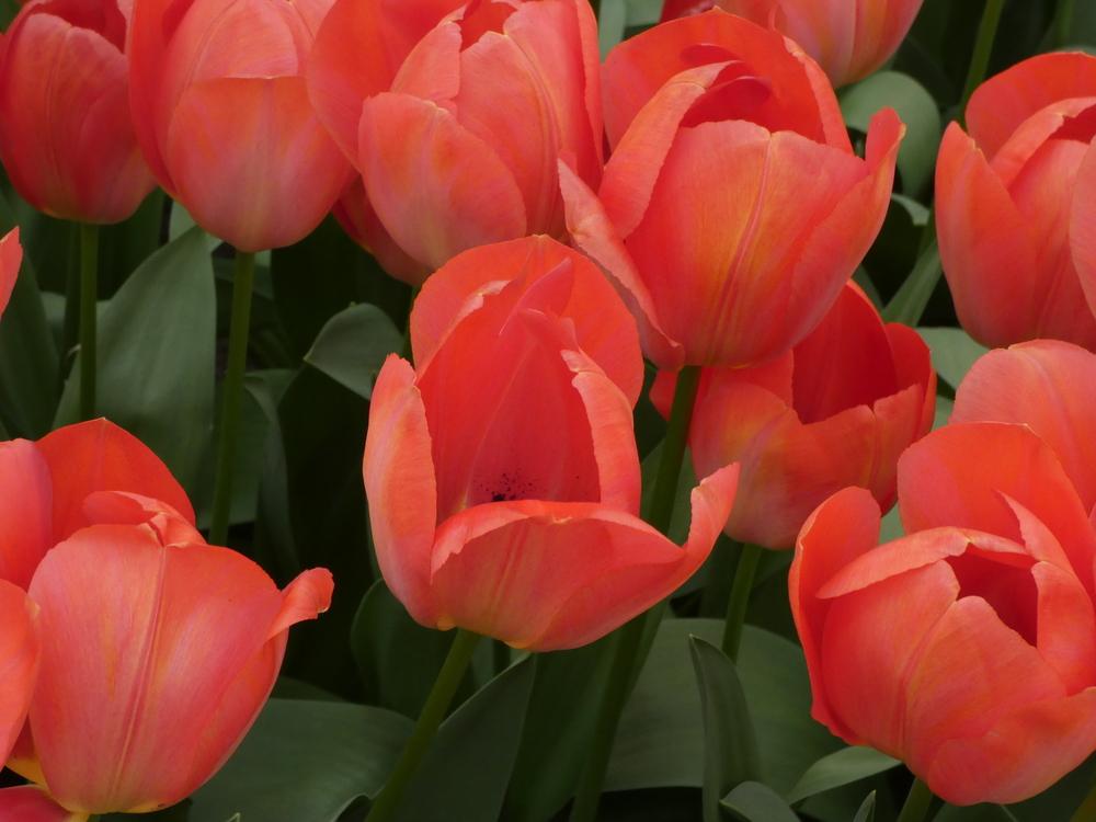 Photo of the bloom of Darwin Hybrid Tulip (Tulipa 'Orange van Eijk') posted by mellielong ...