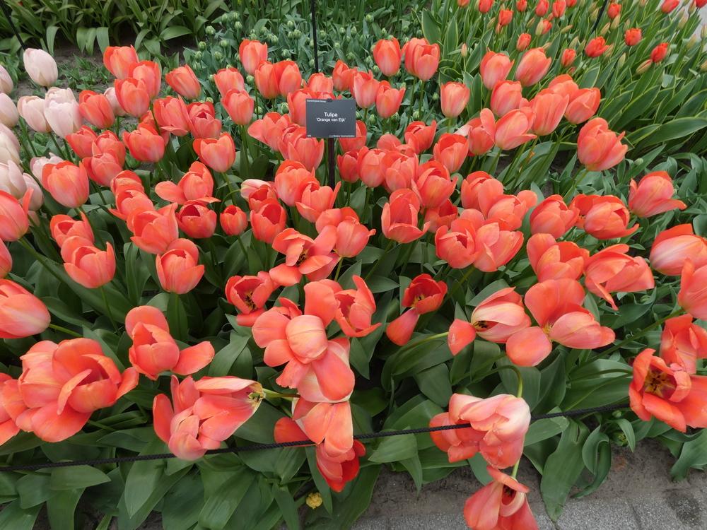 Photo of the entire plant of Darwin Hybrid Tulip (Tulipa 'Orange van Eijk') posted by mellielong ...