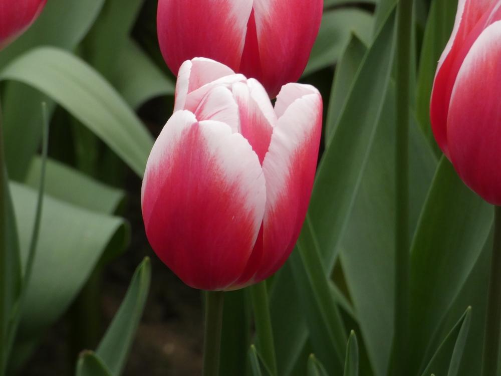 Triumph Tulip (Tulipa 'Timeless') in the Tulips Database - Garden.org