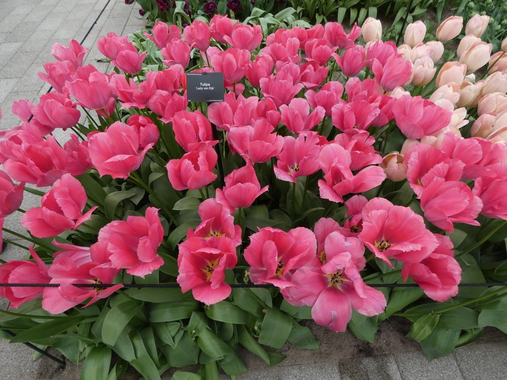 Tulip (Tulipa 'Lady van Eijk') in the Tulips Database - Garden.org