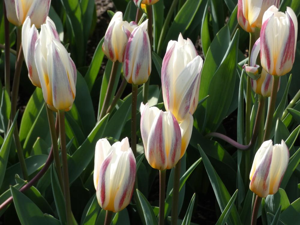 Kaufmanniana Tulip (Tulipa 'Ice Stick') in the Tulips Database - Garden.org