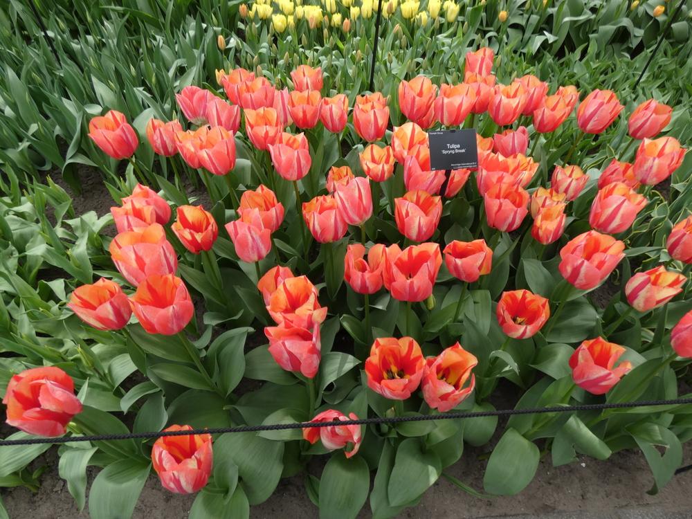 Photo of the entire plant of Tulip (Tulipa 'Spryng Break') posted by ...