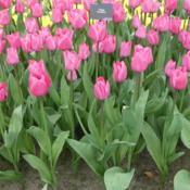 Triumph Tulip (Tulipa 'Roussillon') in the Tulips Database - Garden.org