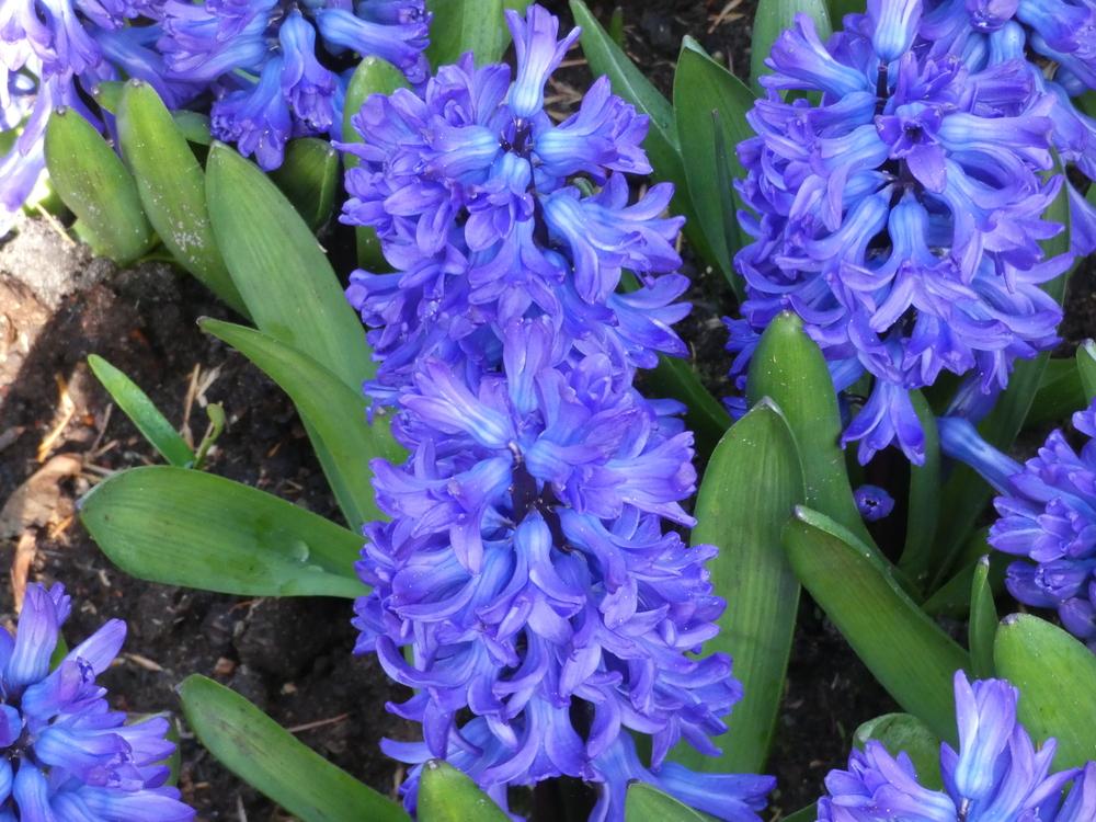 Hyacinth (Hyacinthus orientalis 'Blue Star') in the Hyacinths Database - Garden.org