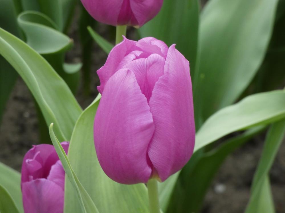 Triumph Tulip (Tulipa 'Blue Beauty') in the Tulips Database - Garden.org