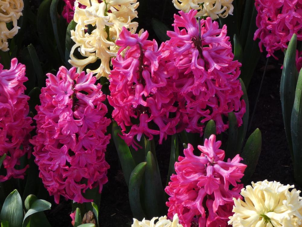 Hyacinths: Plant Care and Collection of Varieties - Garden.org