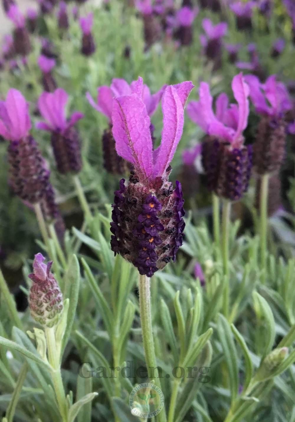 Lavender (Lavandula stoechas 'Anouk') in the Lavenders Database ...