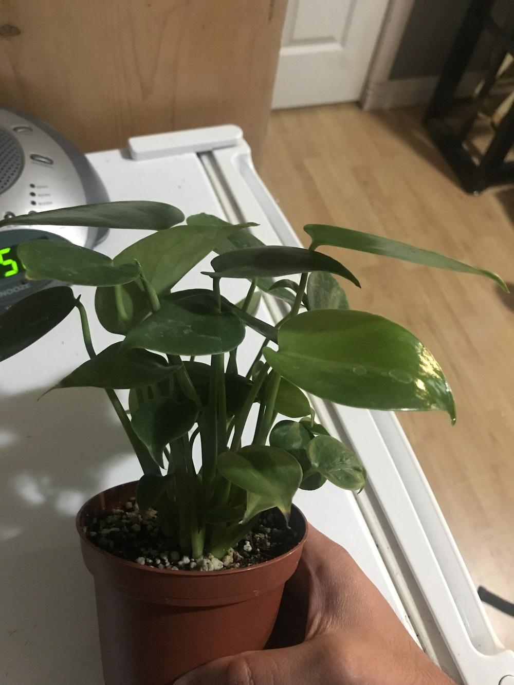 Golden pothos or split leaf philodendron? in the Plant ID forum ...
