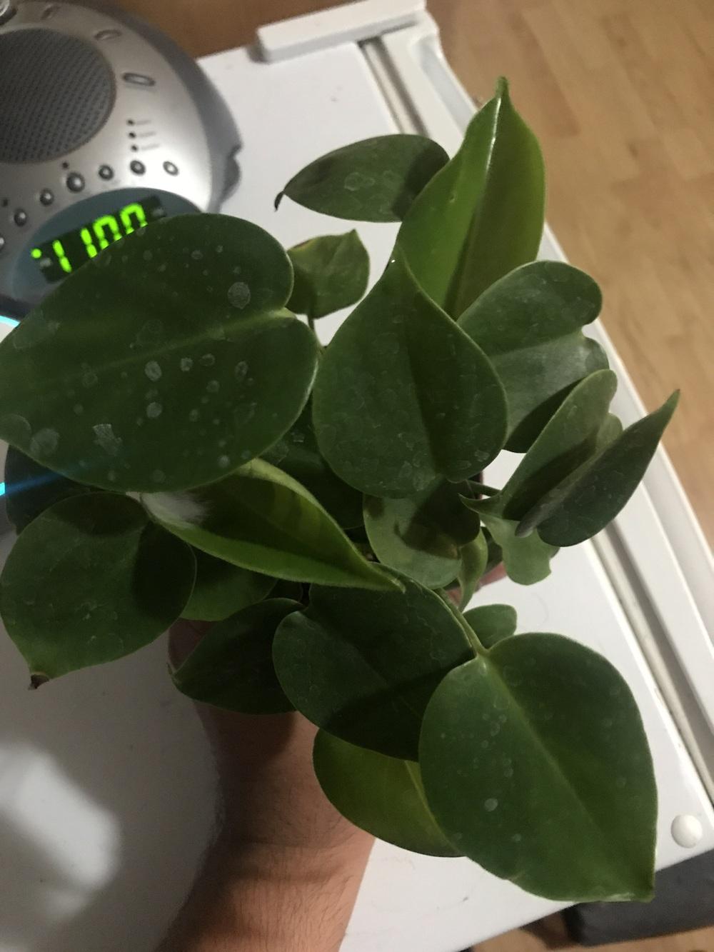 Golden pothos or split leaf philodendron? in the Plant ID forum ...