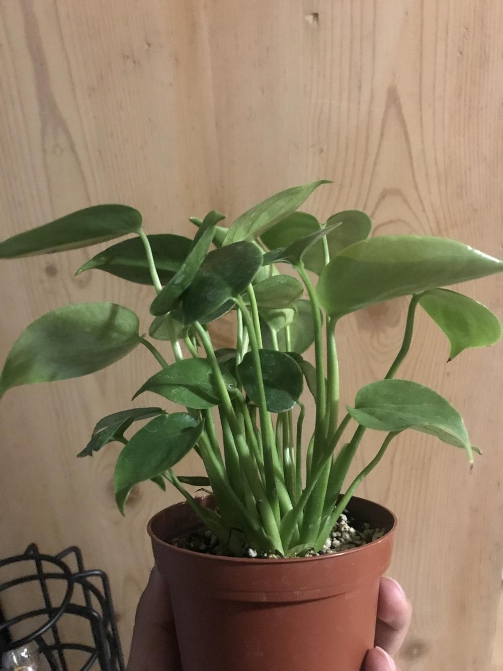 Golden pothos or split leaf philodendron? in the Plant ID forum ...
