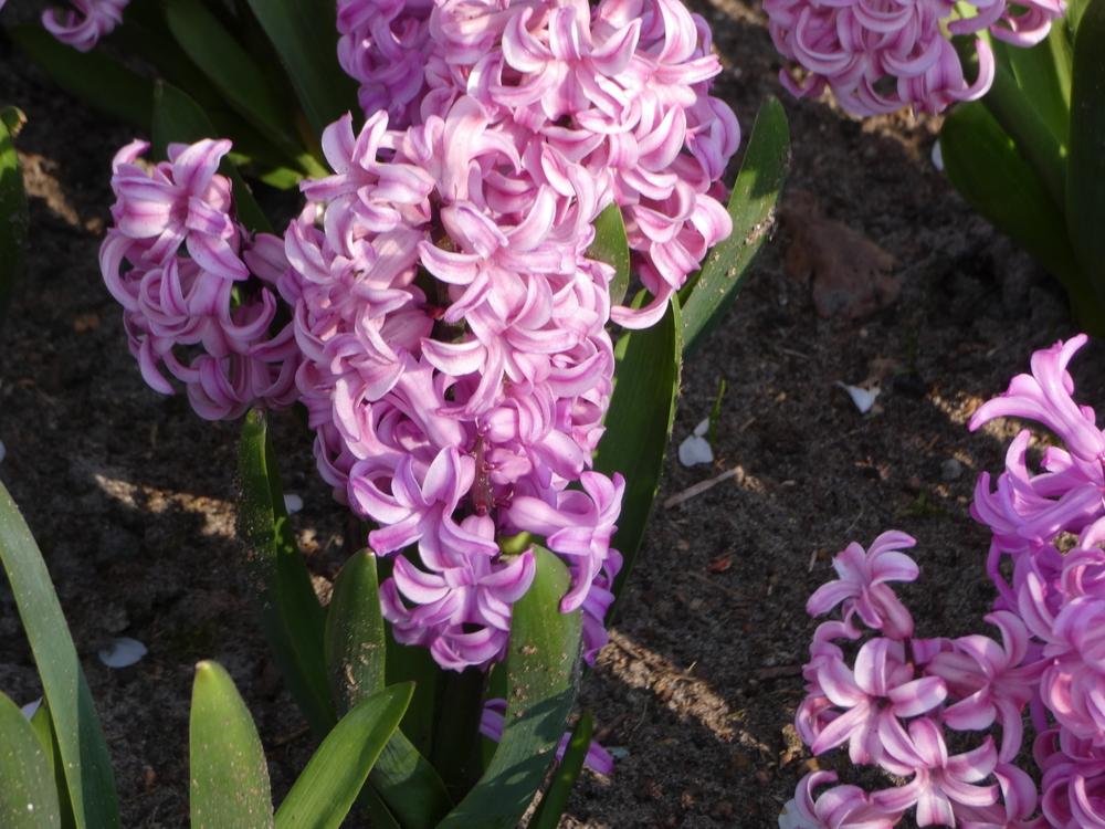 Dutch Hyacinth (Hyacinthus orientalis 'Anna Liza') in the Hyacinths ...