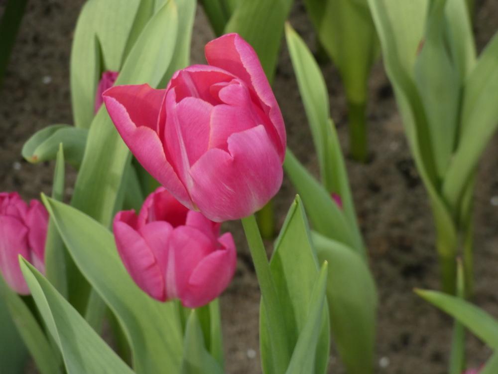 Tulip (Tulipa 'Mark Pink') in the Tulips Database - Garden.org