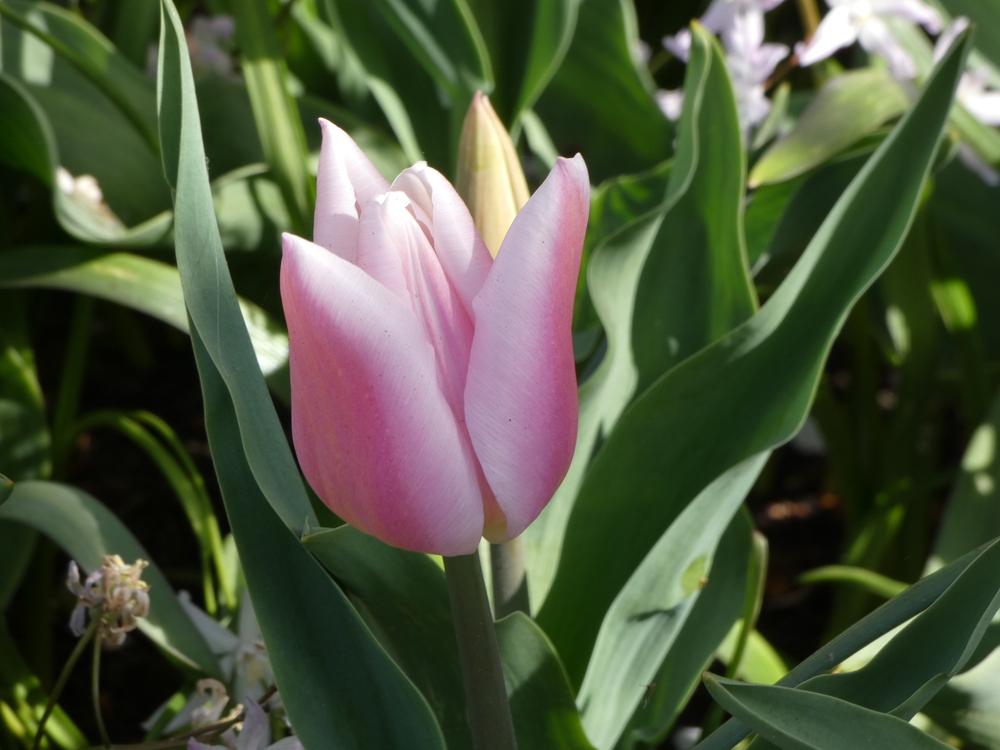 Tulip (Tulipa 'Gabriella') in the Tulips Database - Garden.org