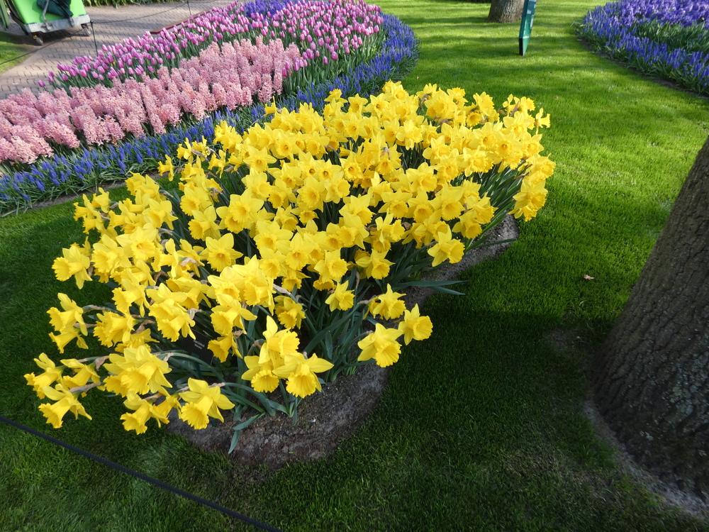 Photo of the entire plant of Trumpet Daffodil (Narcissus 'Marieke ...