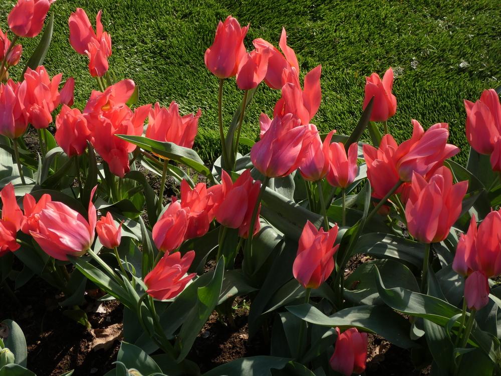 Photo of the entire plant of Greigii Tulip (Tulipa greigii 'Toronto ...