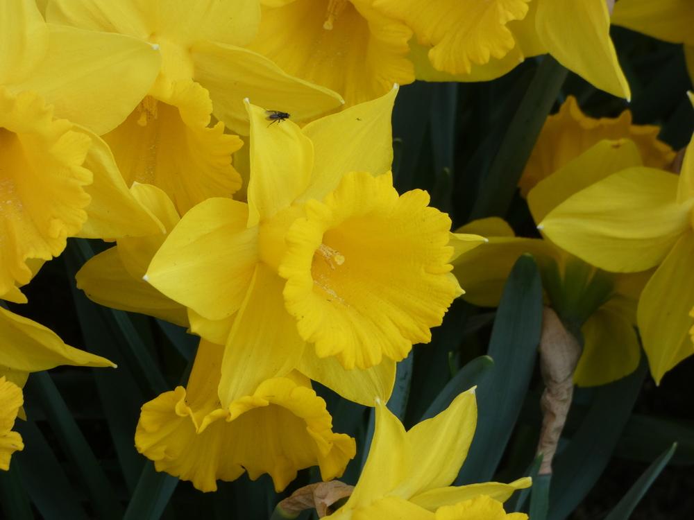 Photo of the bloom of Trumpet Daffodil (Narcissus 'Marieke') posted by ...