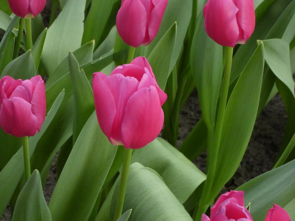 Tulip (Tulipa 'Pink Ardour') in the Tulips Database - Garden.org