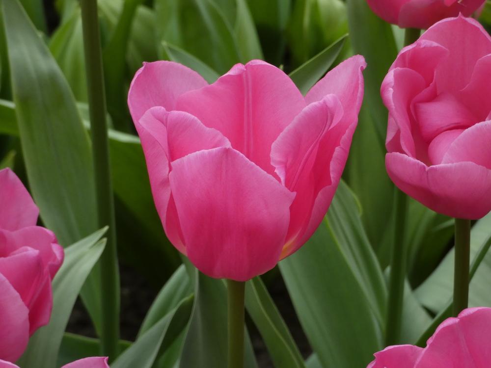 Tulip (Tulipa 'Involve') in the Tulips Database - Garden.org
