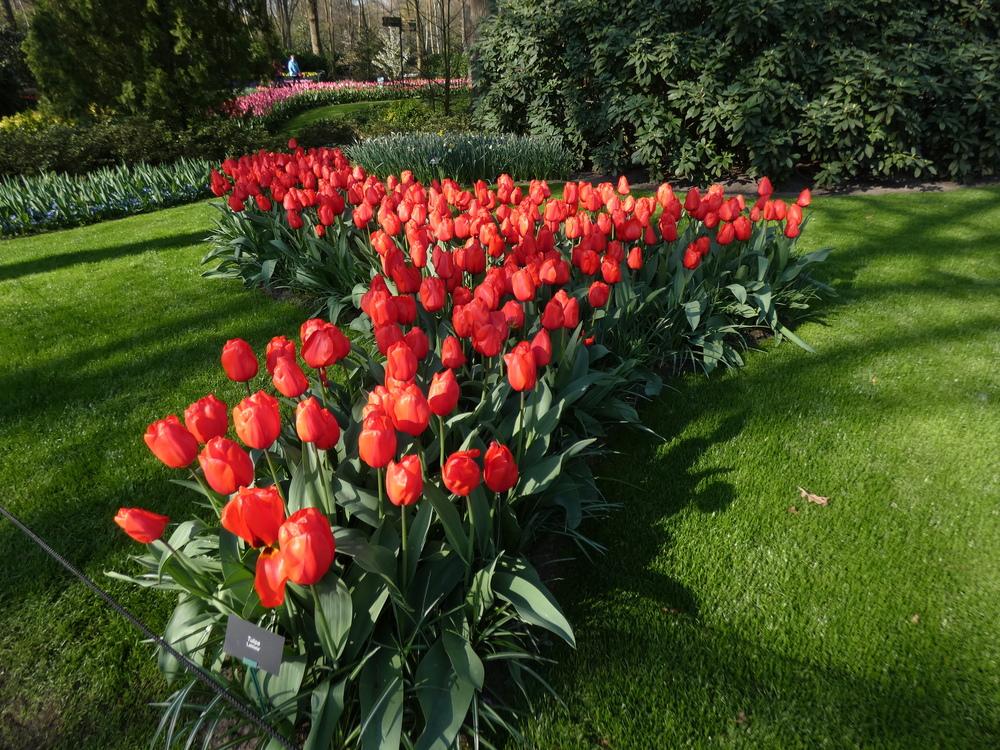 Darwin Hybrid Tulip (Tulipa 'Lalibela') in the Tulips Database - Garden.org