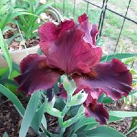 Photo of the bloom of Border Bearded Iris (Iris 'Cranapple') posted by ...