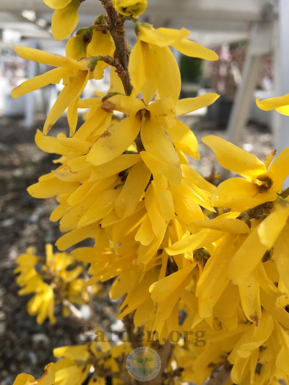 Border Forsythia (Forsythia x intermedia Golden Peep™) - Garden.org