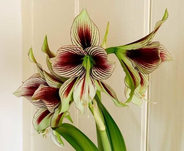 Exotic Star in Photo of Amaryllis (Hippeastrum 'Exotic Star') - Garden.org