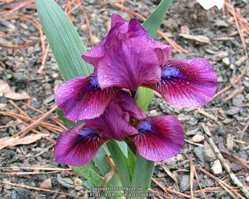 Standard Dwarf Bearded Iris (Iris 'Fairy Berry') in the Irises Database ...