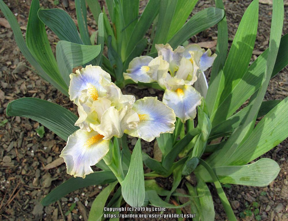 Photo of the entire plant of Standard Dwarf Bearded Iris (Iris 'Fruit ...