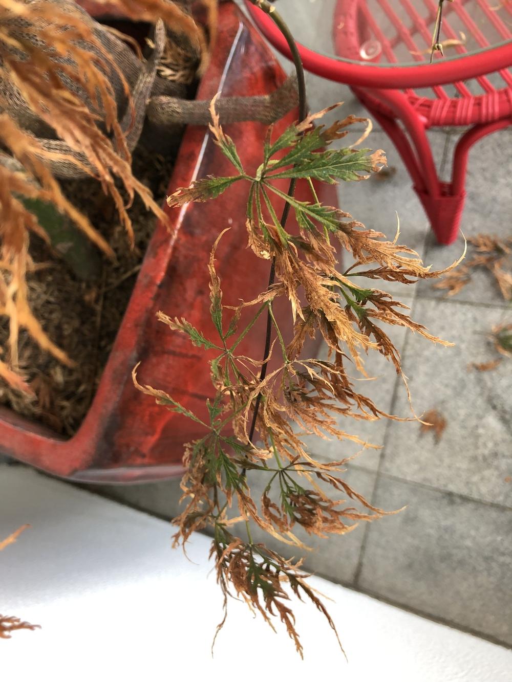 Sick Japanese Maple in the Ask a Question forum - Garden.org