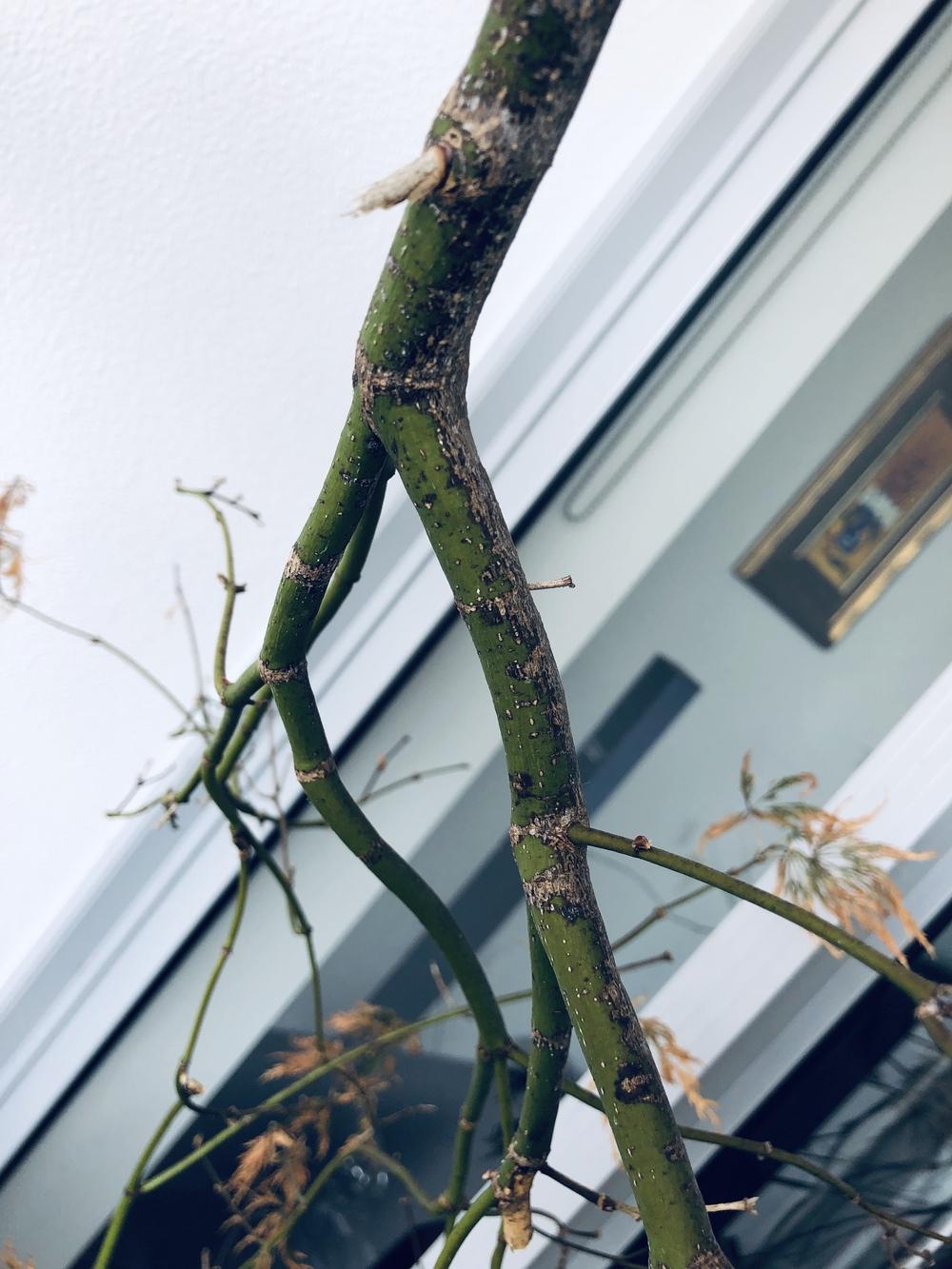 Sick Japanese Maple in the Ask a Question forum - Garden.org