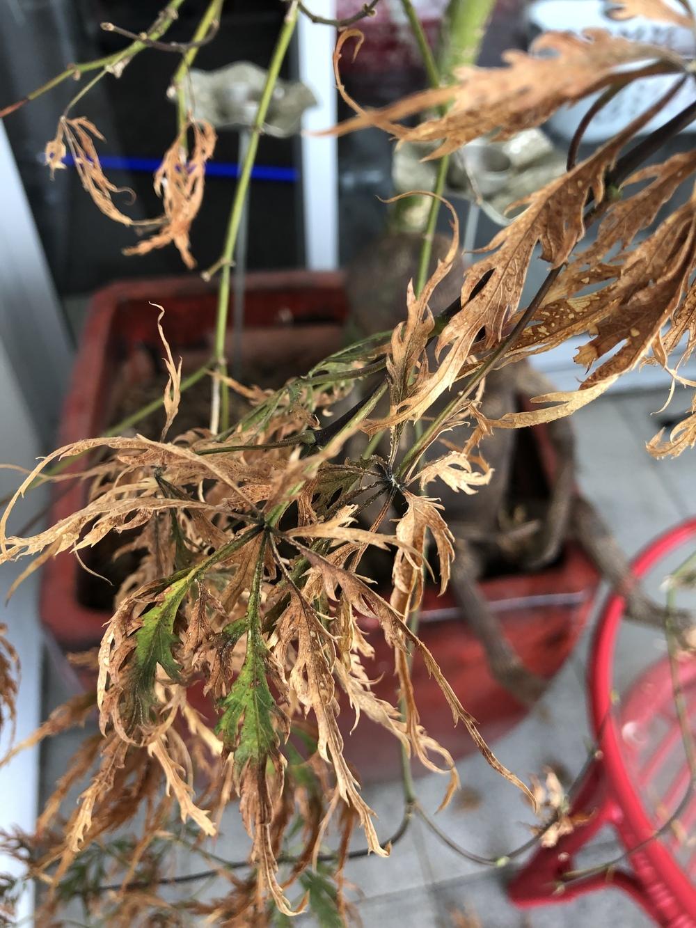 Sick Japanese Maple in the Ask a Question forum - Garden.org