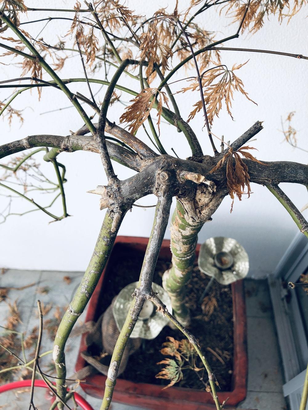 Sick Japanese Maple in the Ask a Question forum - Garden.org