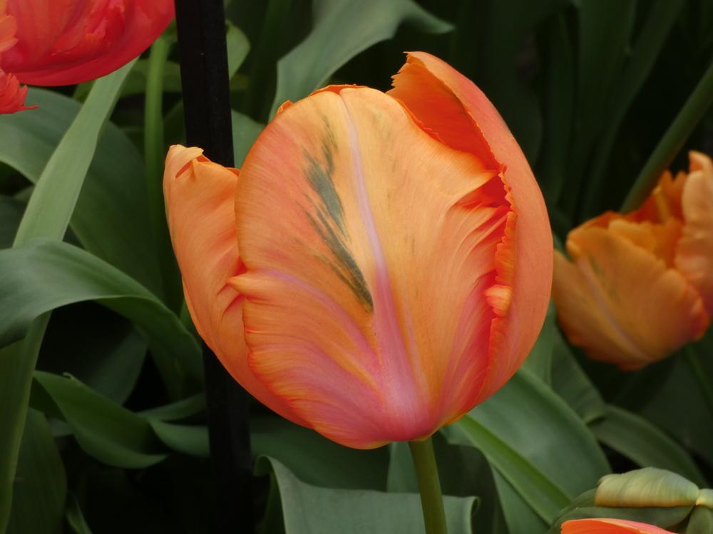Tulip (Tulipa 'Avignon Parrot') in the Tulips Database - Garden.org