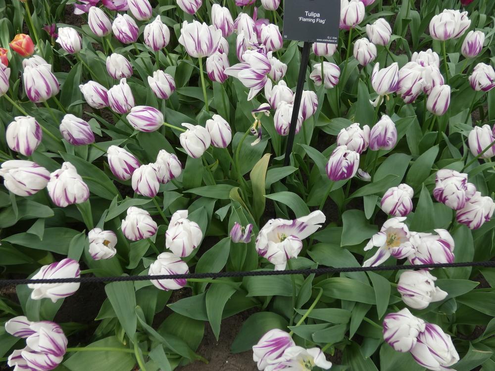Photo of the entire plant of Tulip (Tulipa 'Flaming Flag') posted by ...
