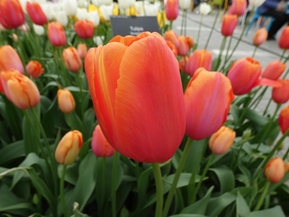 Photo of the bloom of Single Late Tulip (Tulipa 'Avignon') posted by ...