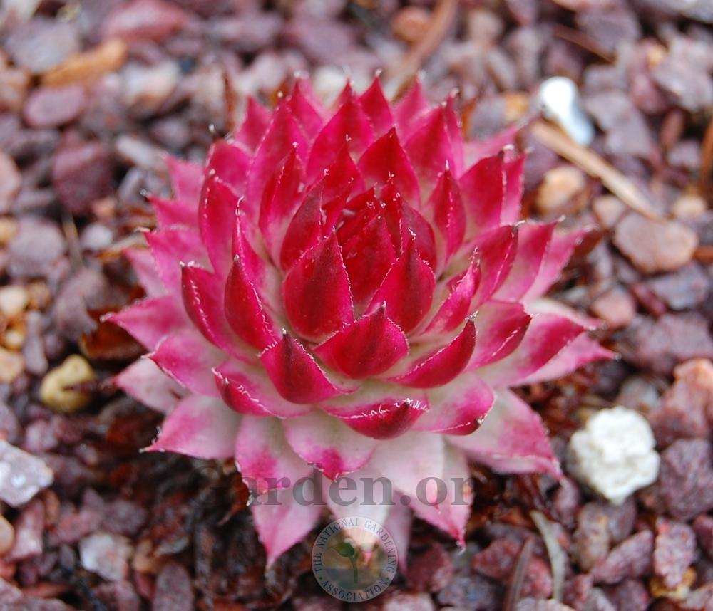 Sempervivum: Plant Care and Collection of Varieties - Garden.org