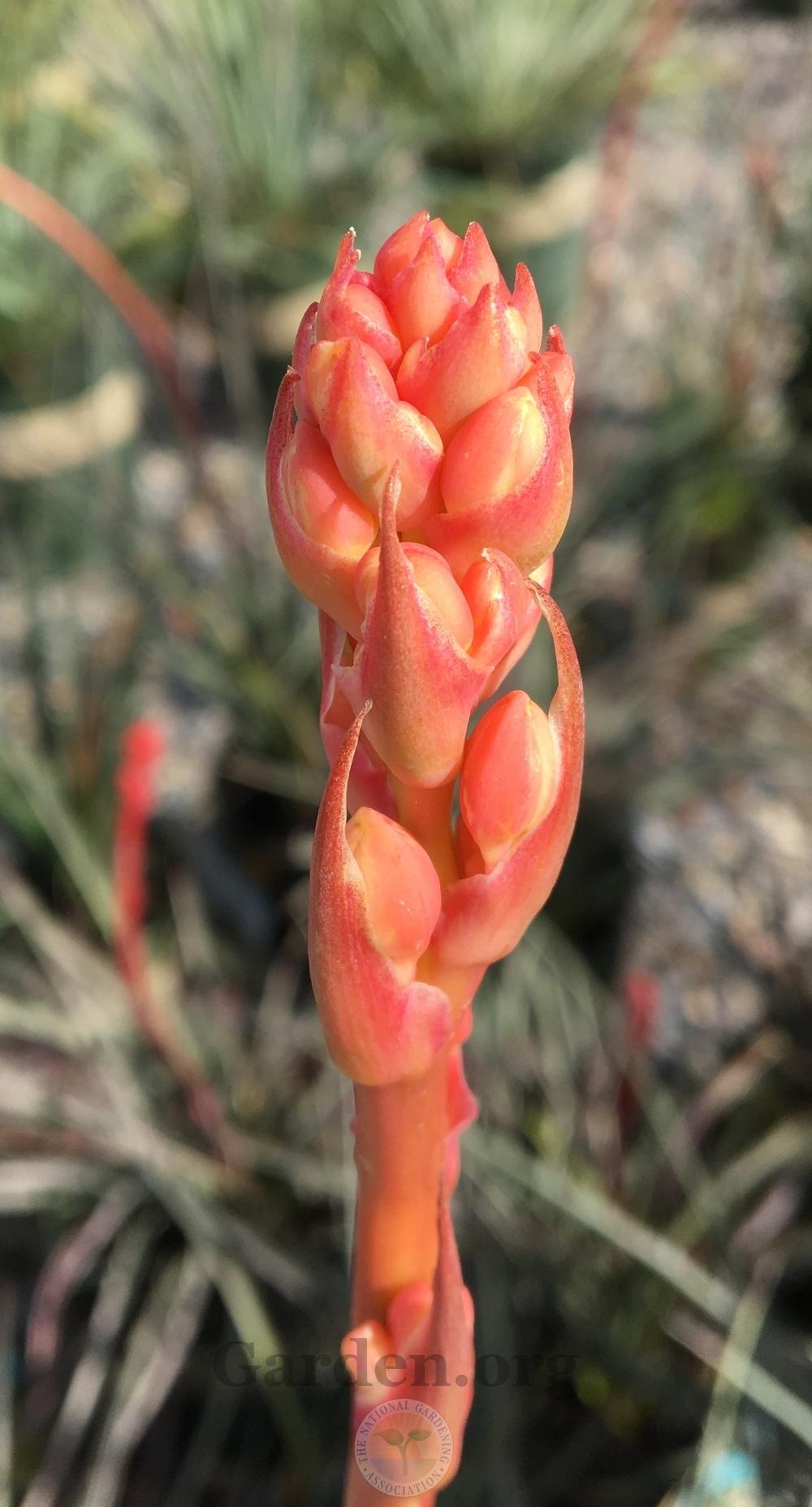 Red Yucca (Hesperaloe parviflora 'Coral Glow') - Garden.org