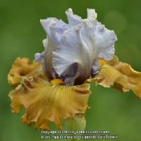 Tall Bearded Iris (Iris 'Olive Windows') in the Irises Database ...